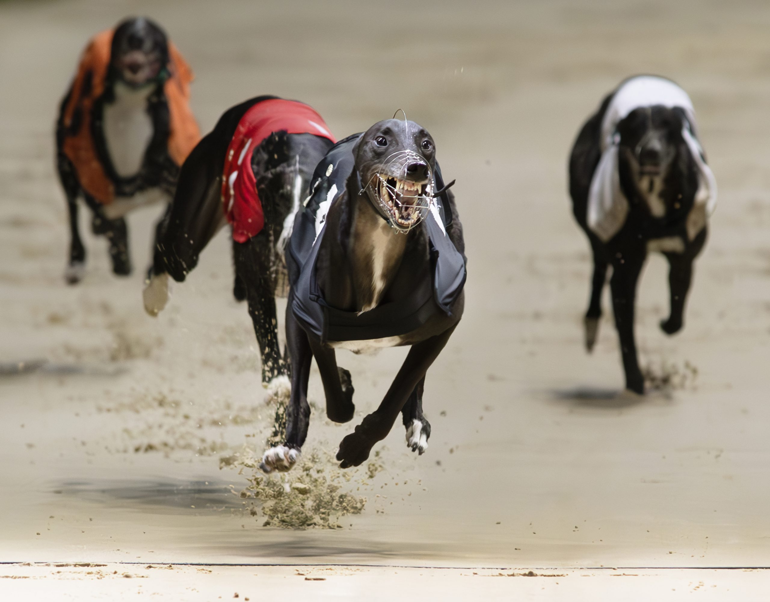 Bitter sweet for trainer Derek Knight in Premier Greyhound Racing ...