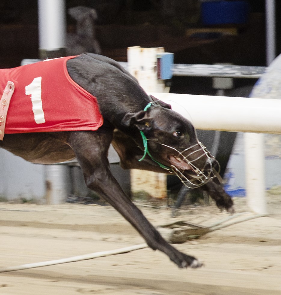 Proper Heiress leads the way in Ladbrokes Winter Derby | Greyhound ...