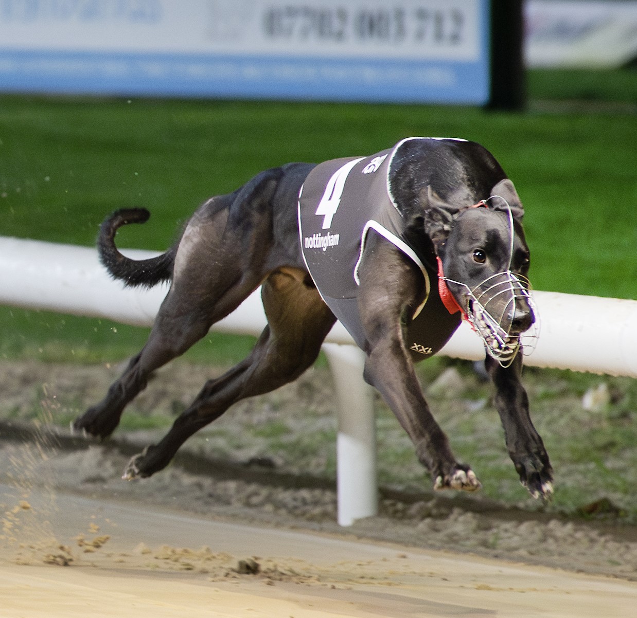 “Proper Heiress is in good order and, if anything, is still coming ...